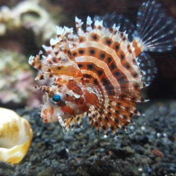 Dwarf Lionfish | Grassman Reef LLC
